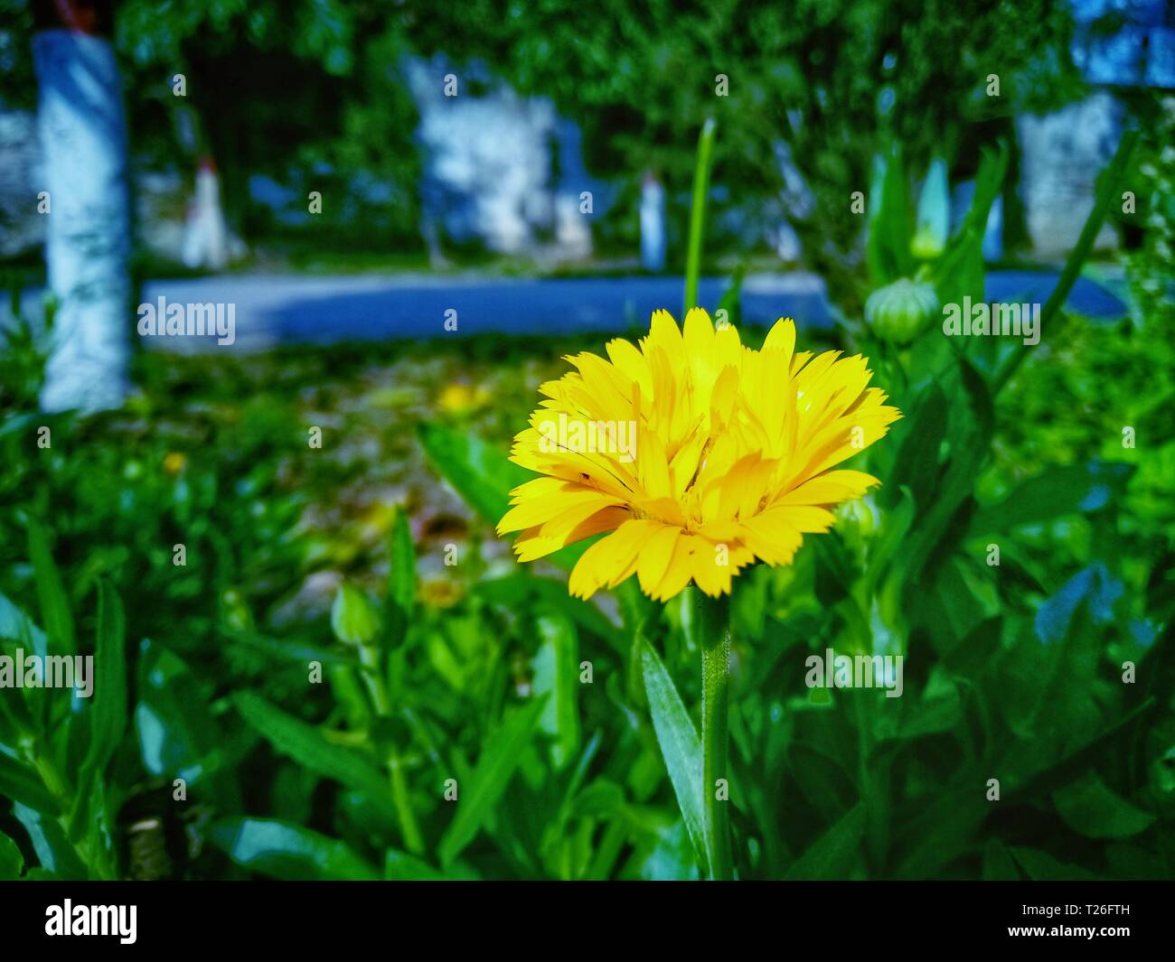 Flower of Bangladesh. Blur Background Flower Stock Photo - Alamy