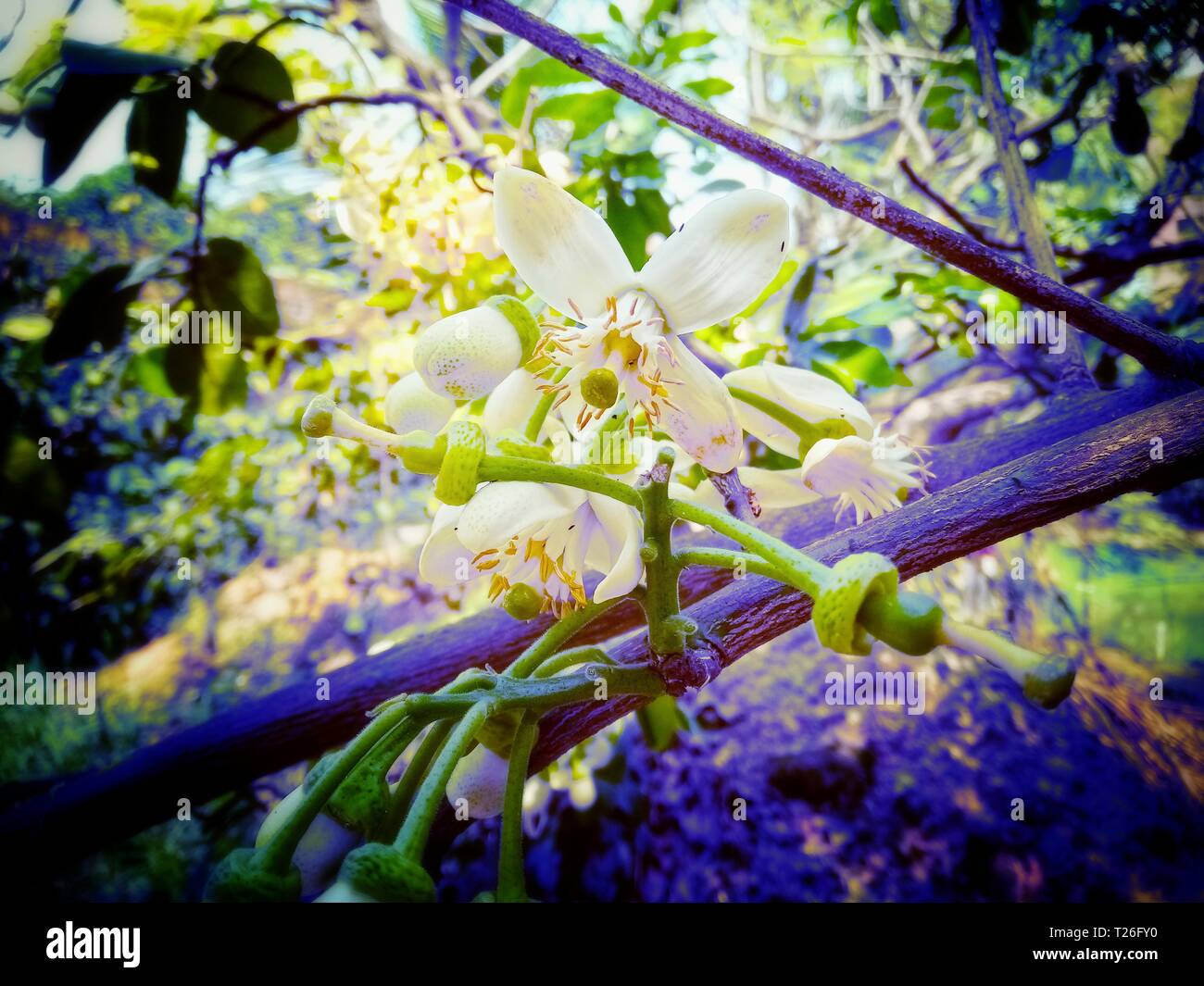 Flower of Bangladesh. Blur Background Flower Stock Photo - Alamy