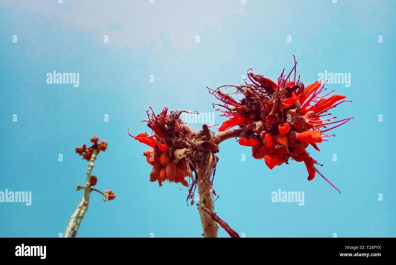 Flower of Bangladesh. Blur Background Flower Stock Photo - Alamy