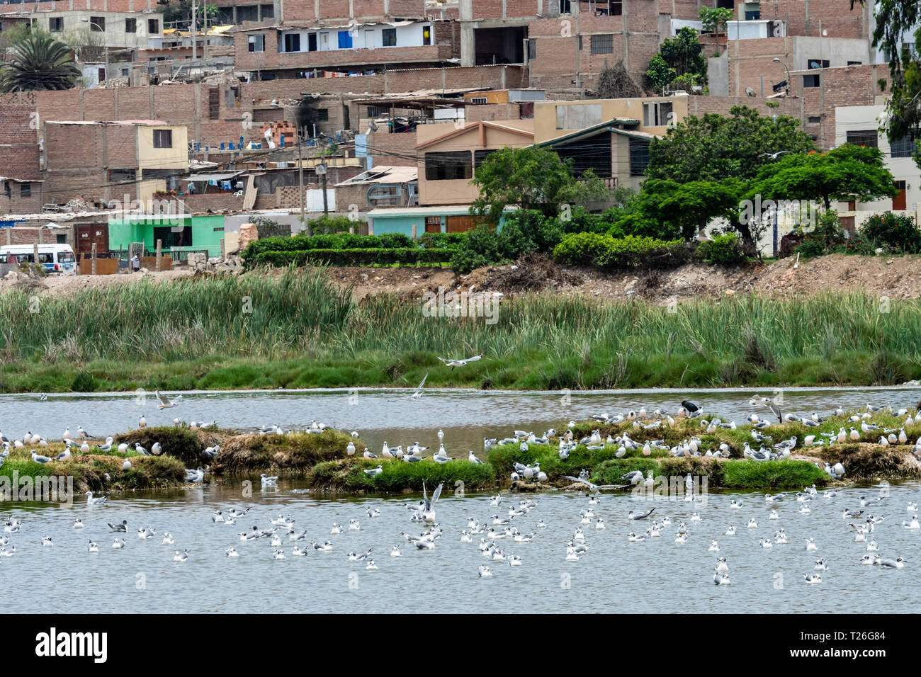 Los Pantanos de Villa Wildlife Refuge,acuatic birds,Lima,Peru.Invasion ...