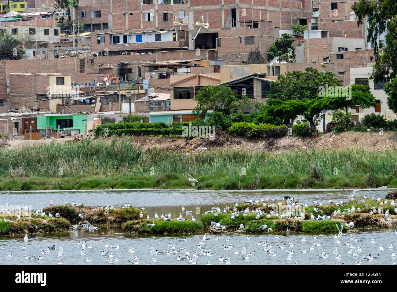Los Pantanos de Villa Wildlife Refuge,acuatic birds,Lima,Peru.Invasion ...