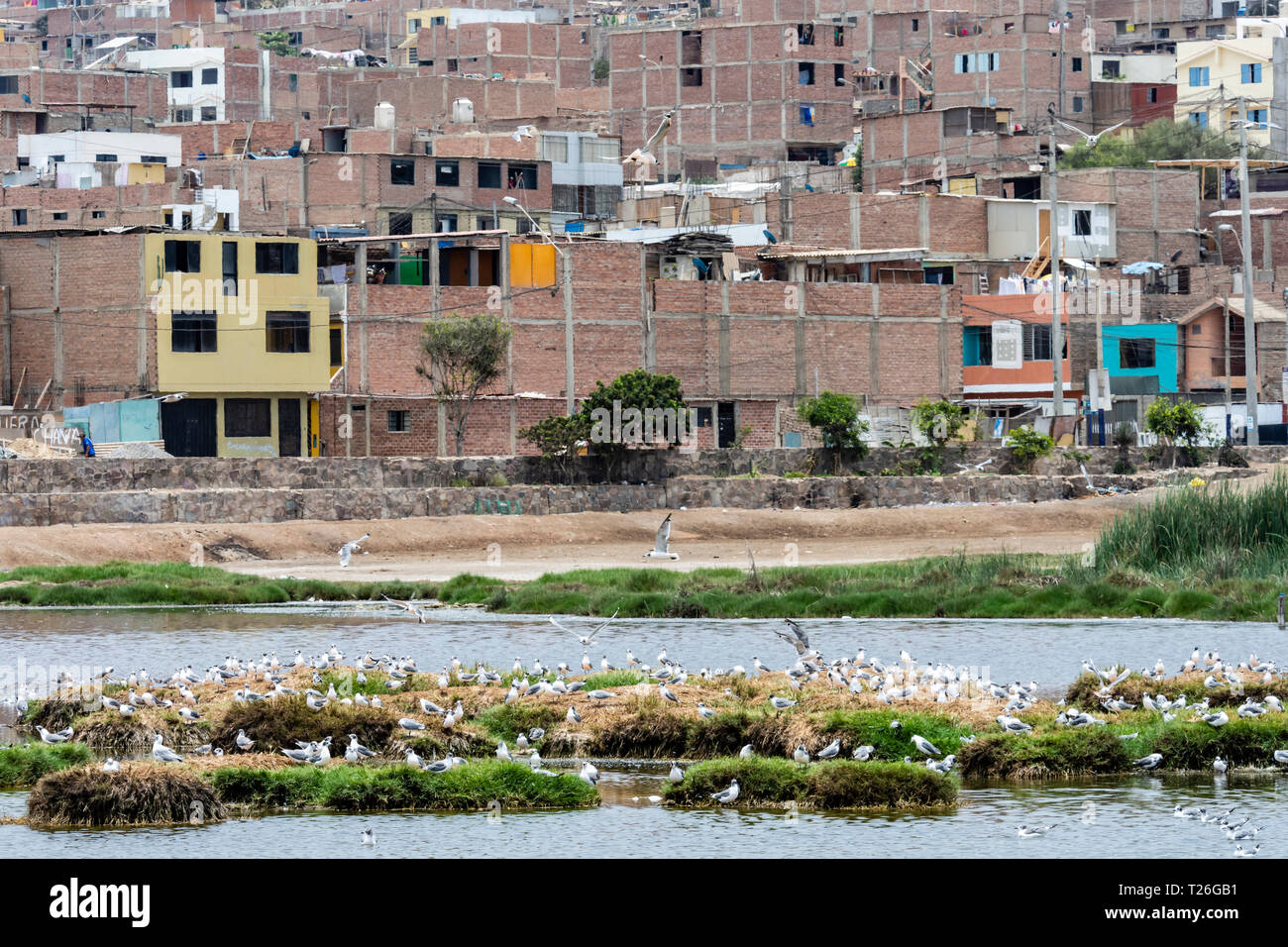 Los Pantanos de Villa Wildlife Refuge,acuatic birds,Lima,Peru.Invasion ...