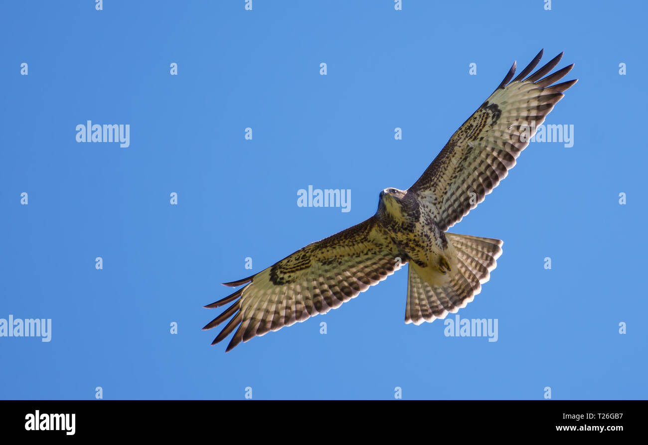 Common buzzard flies high in blue sky Stock Photo - Alamy