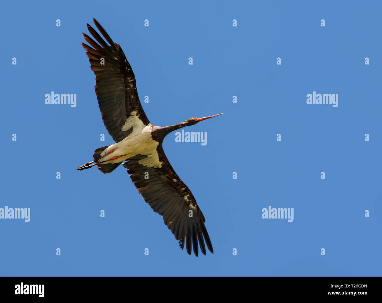 Black stork soaring high in blue sky Stock Photo - Alamy
