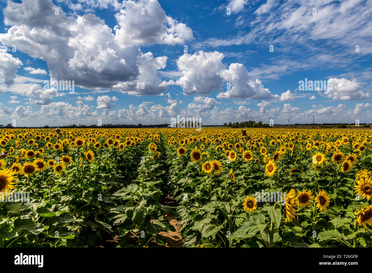 State flower hi-res stock photography and images - Alamy