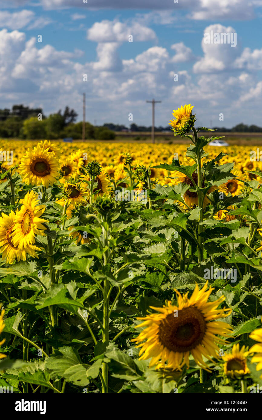 State flower hi-res stock photography and images - Alamy