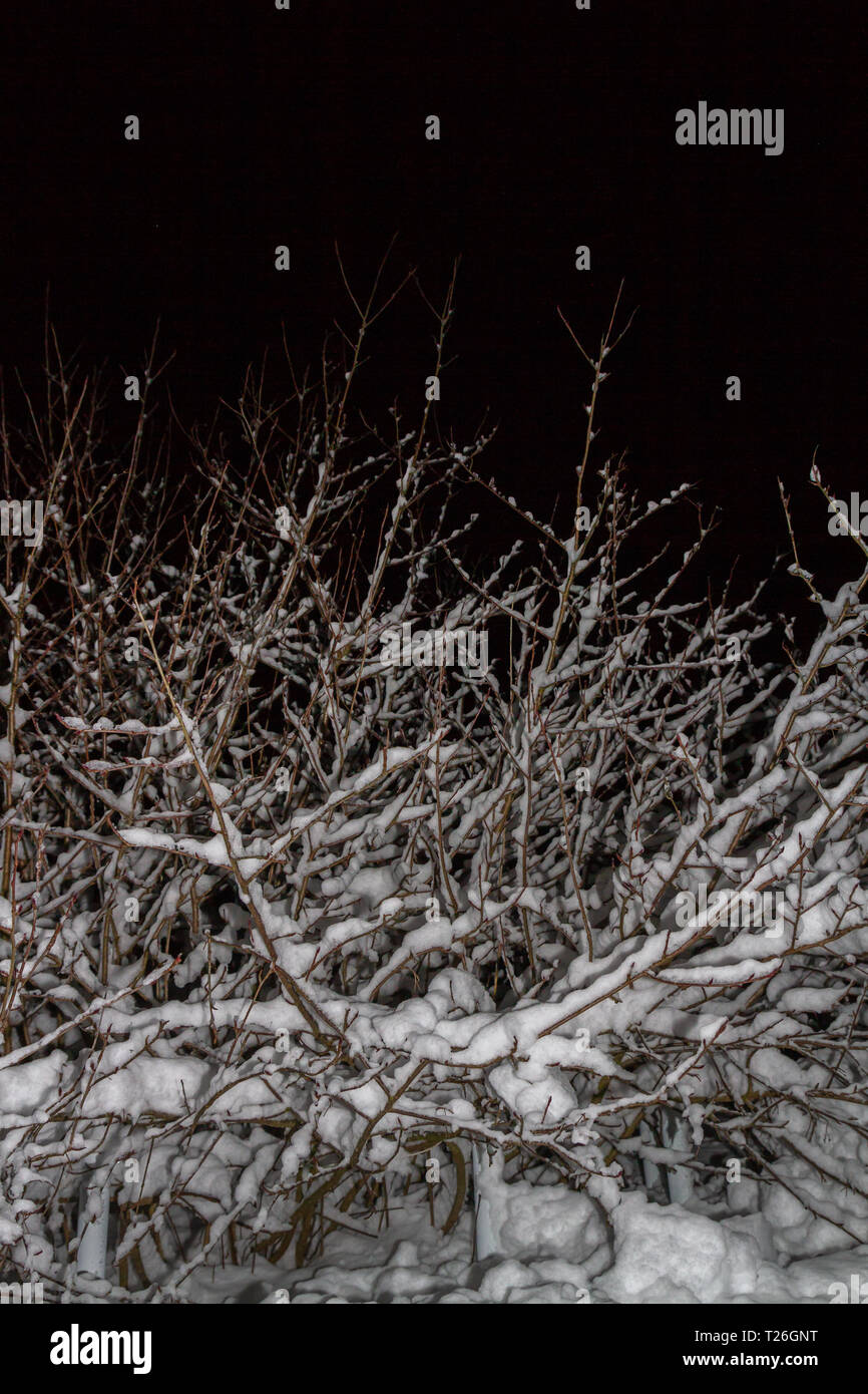 Wood Bush in the winter night in the snow Stock Photo - Alamy