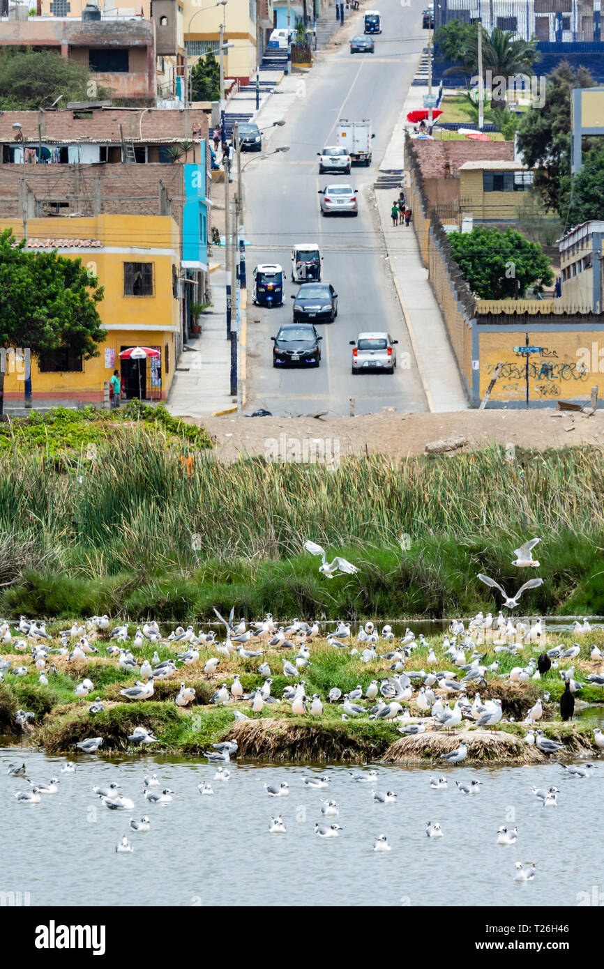 Los Pantanos de Villa Wildlife Refuge,acuatic birds,Lima,Peru.Invasion ...