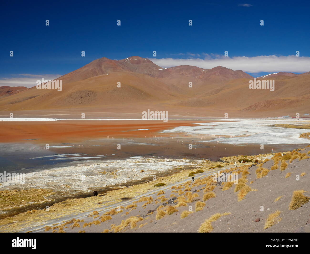 Laguna Colorada, Coloured Lagoon, takes it's colour from algae and it's ...
