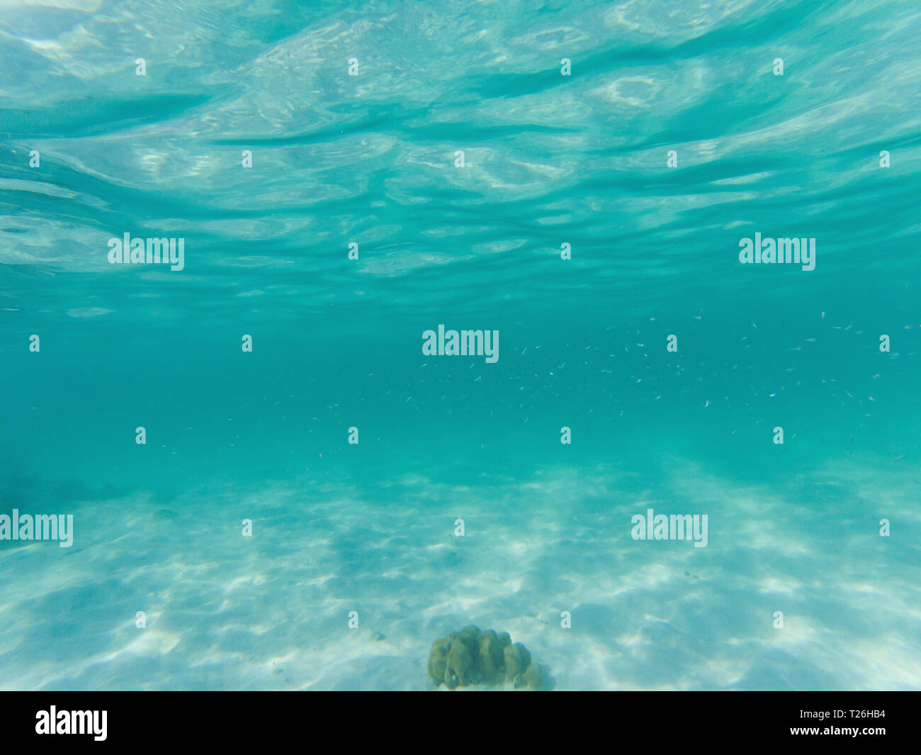 underwater marine life on coral reefs Stock Photo - Alamy