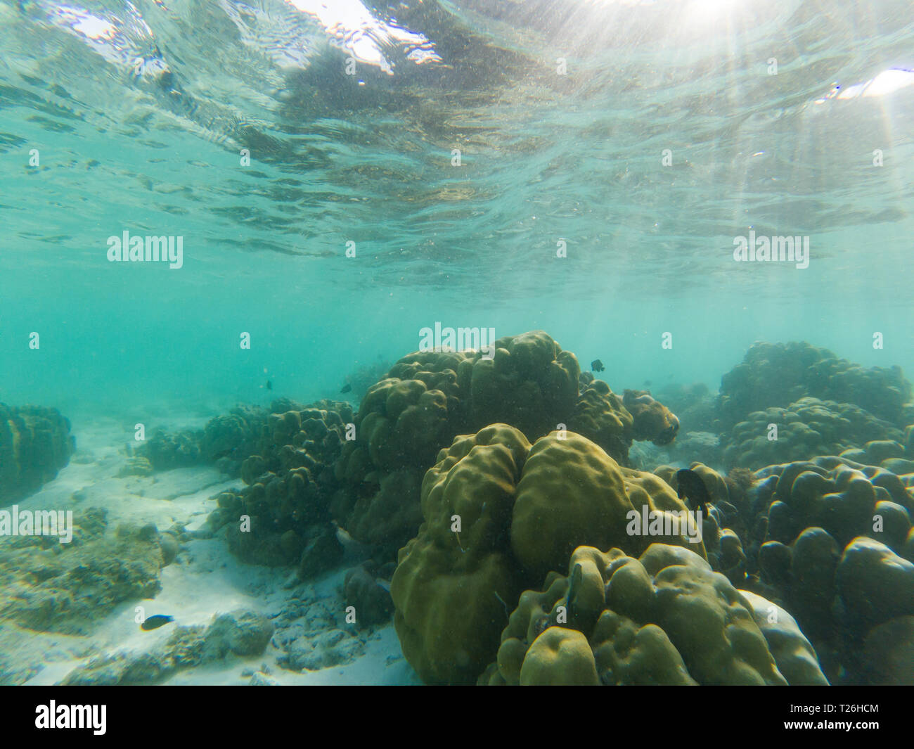 underwater marine life on coral reefs Stock Photo - Alamy