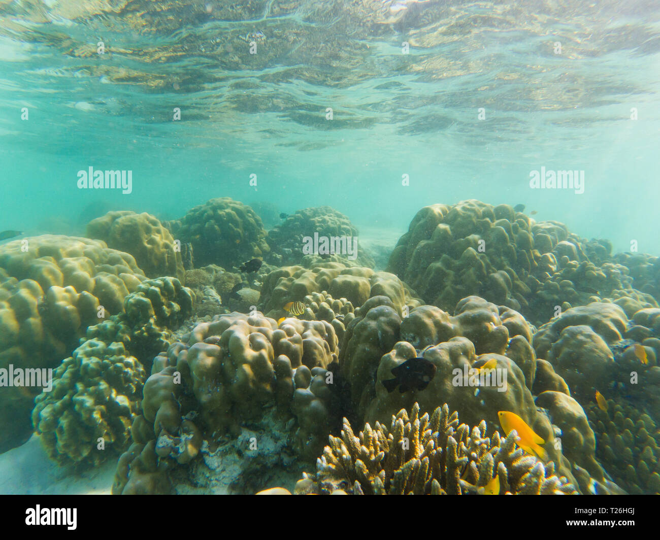 underwater marine life on coral reefs Stock Photo - Alamy