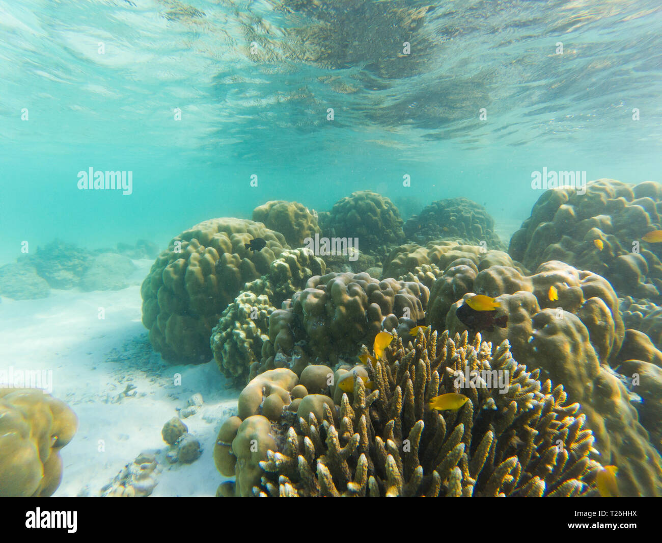 underwater marine life on coral reefs Stock Photo - Alamy