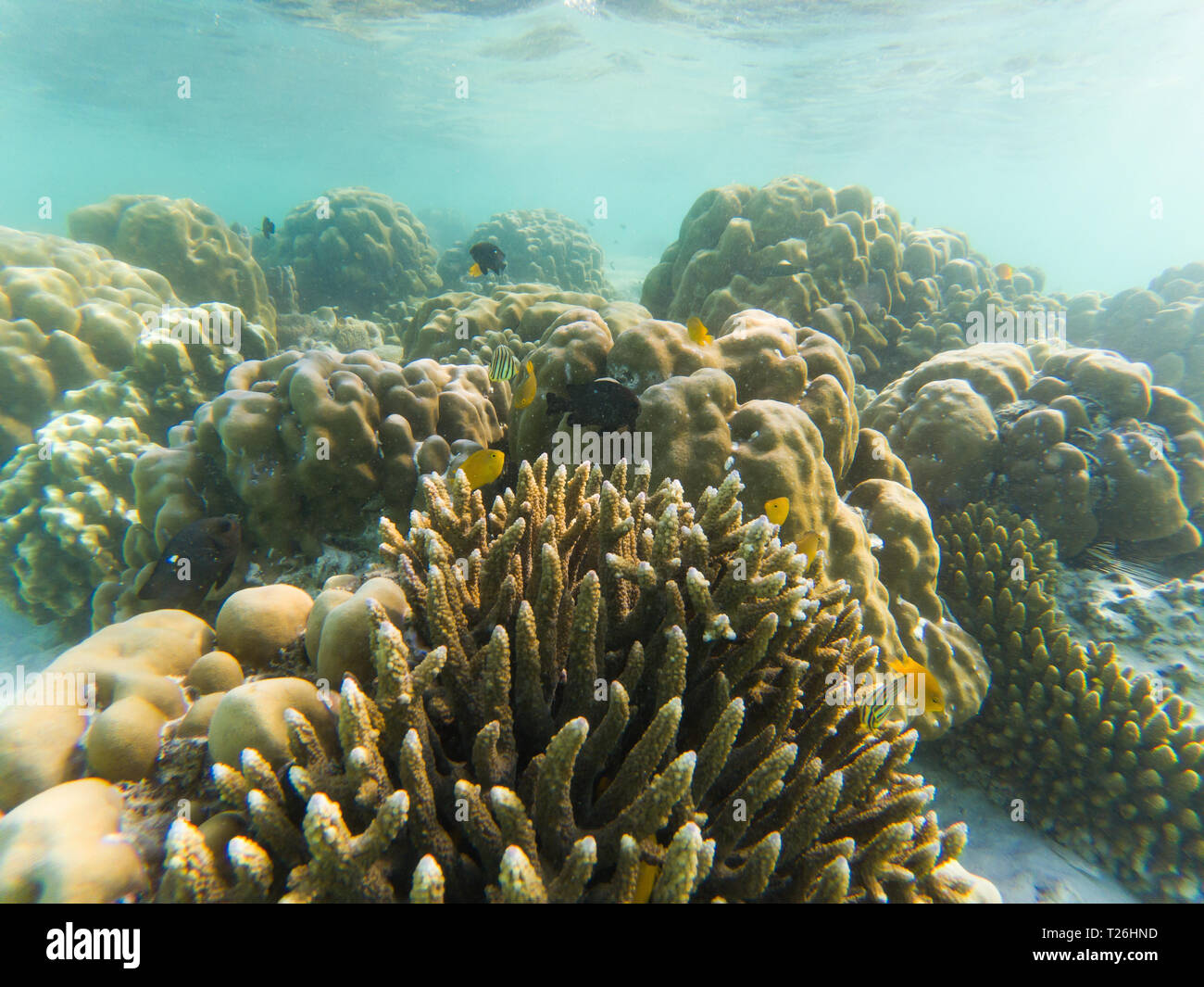 underwater marine life on coral reefs Stock Photo - Alamy