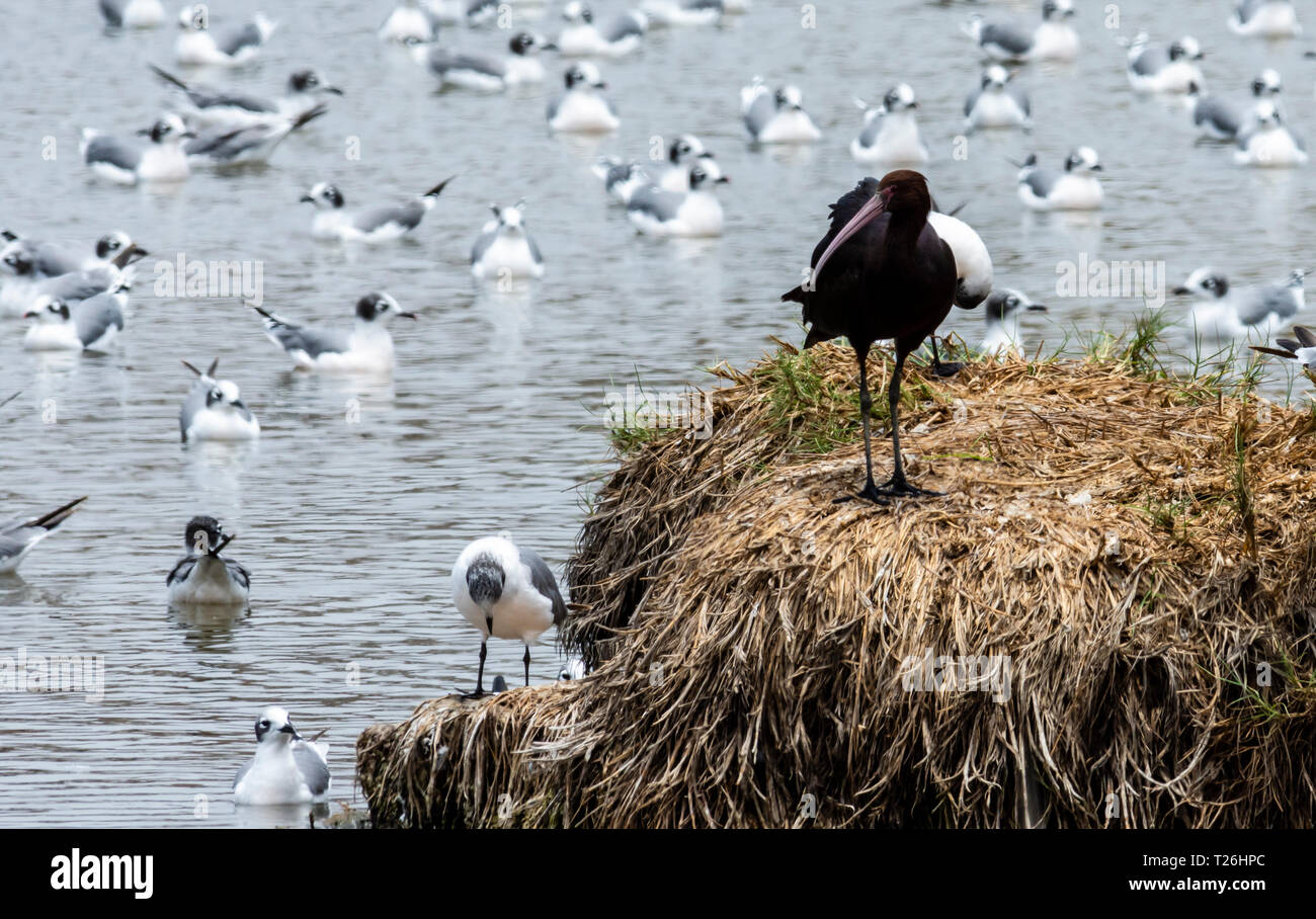 Los Pantanos de Villa Wildlife Refuge,acuatic birds,Lima,Peru.Puna Ibis ...