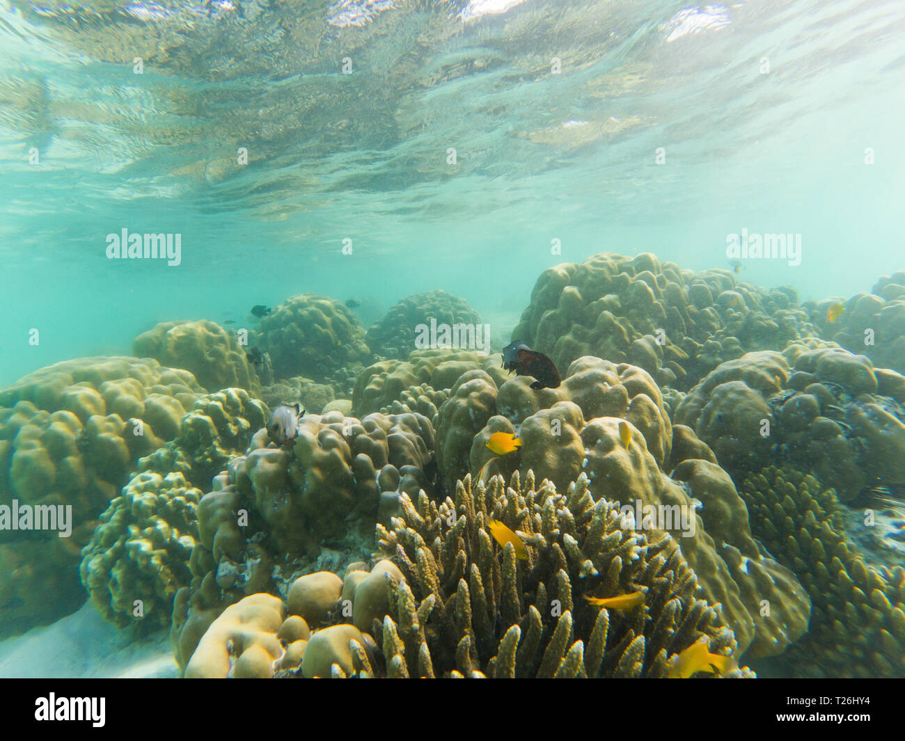 underwater marine life on coral reefs Stock Photo - Alamy