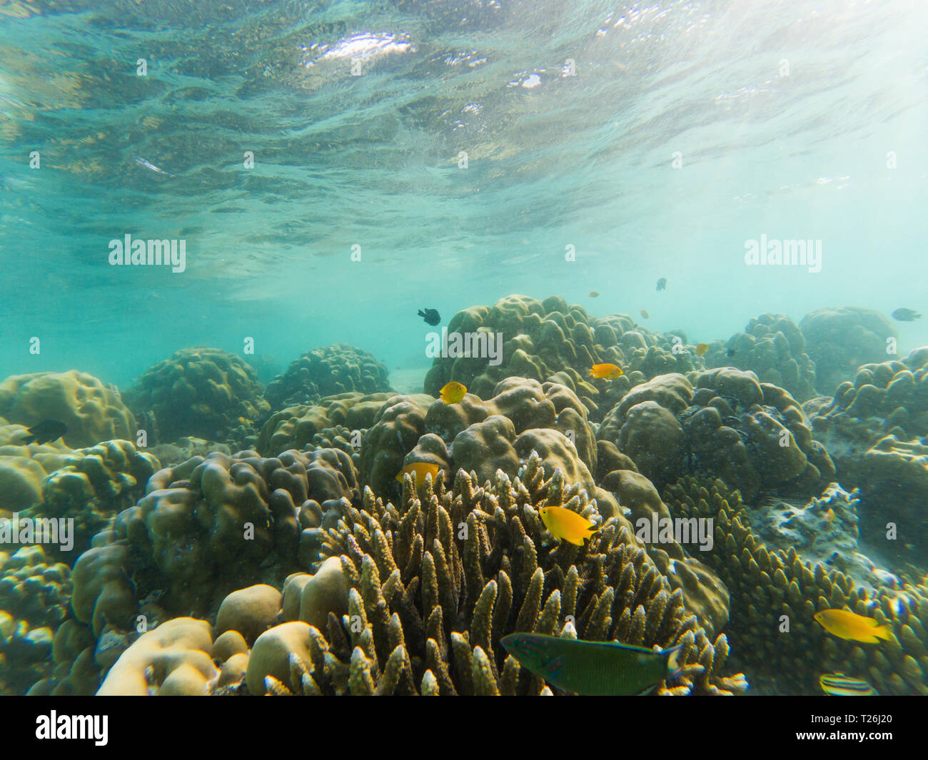 underwater marine life on coral reefs Stock Photo - Alamy