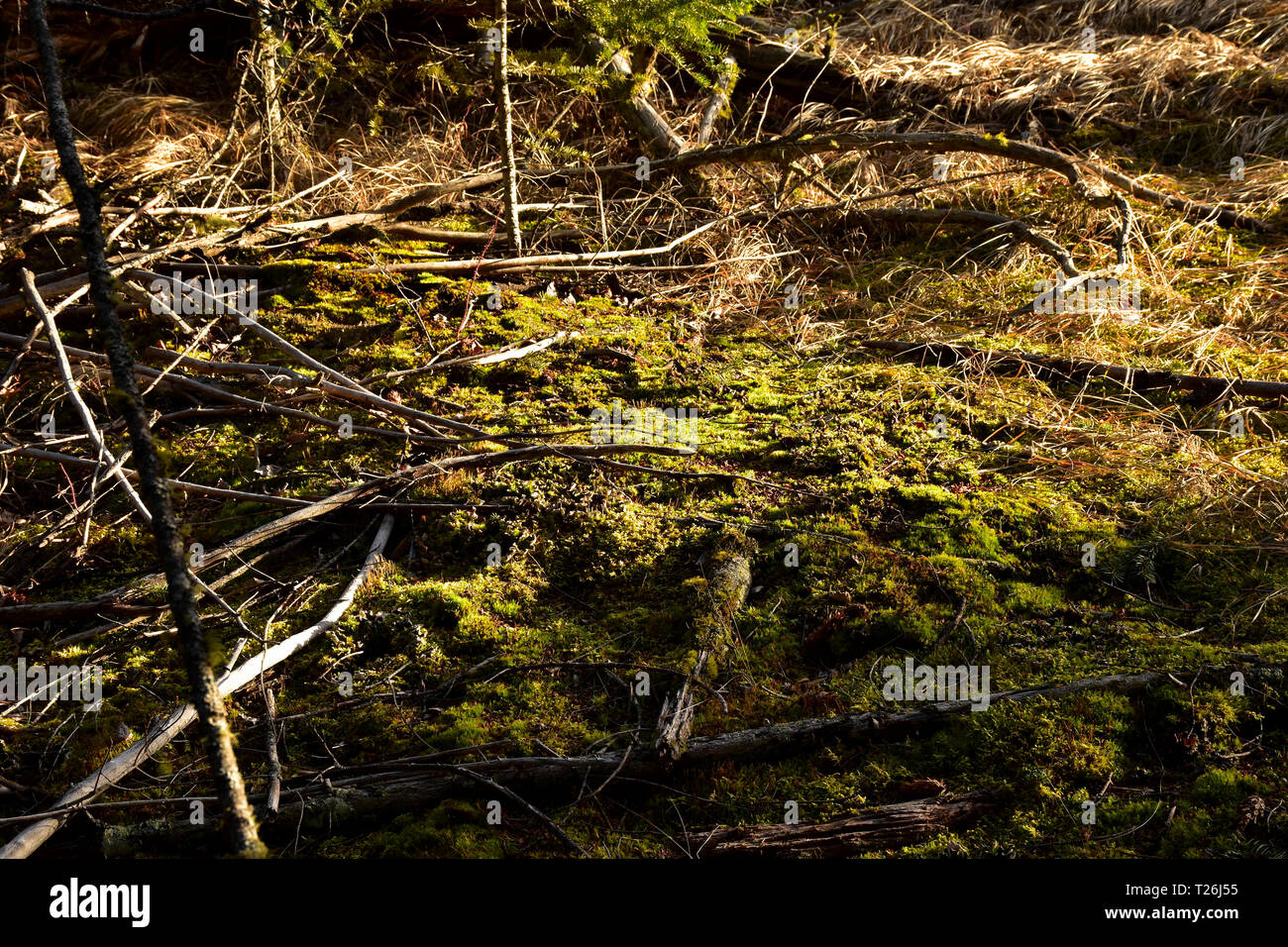 Early spring in the forest Stock Photo - Alamy