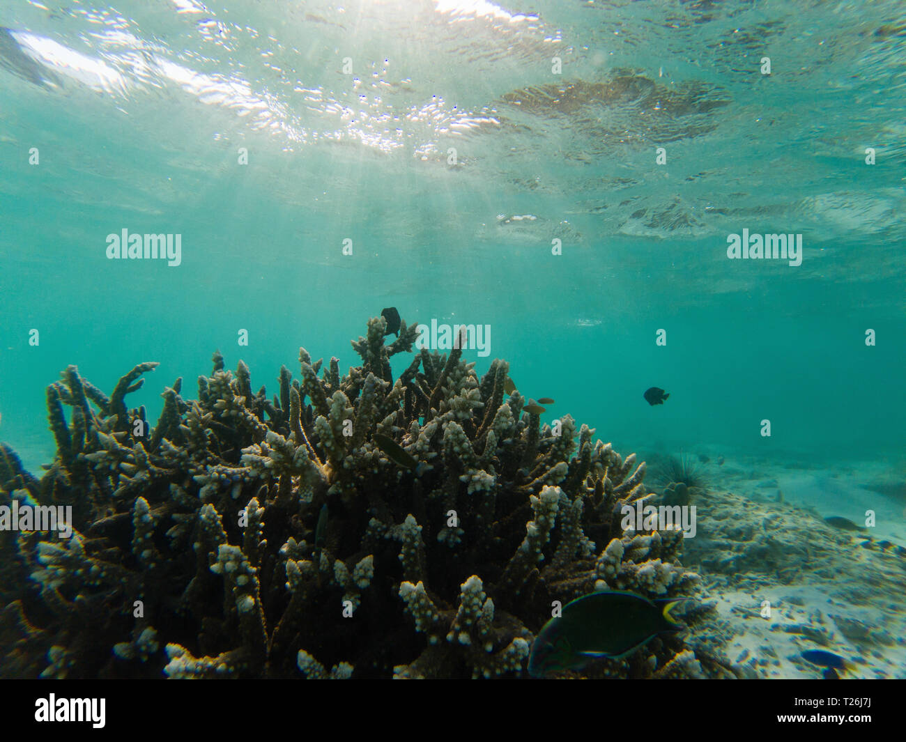 underwater marine life on coral reefs Stock Photo - Alamy