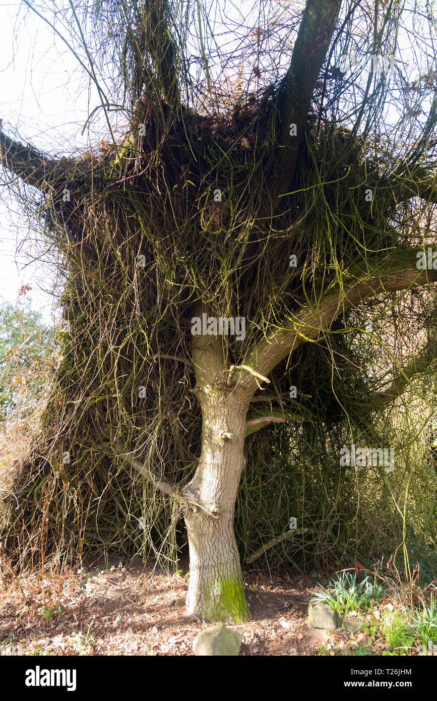 An oak tree which is being overwhelmed by a blanket of growth of a ...