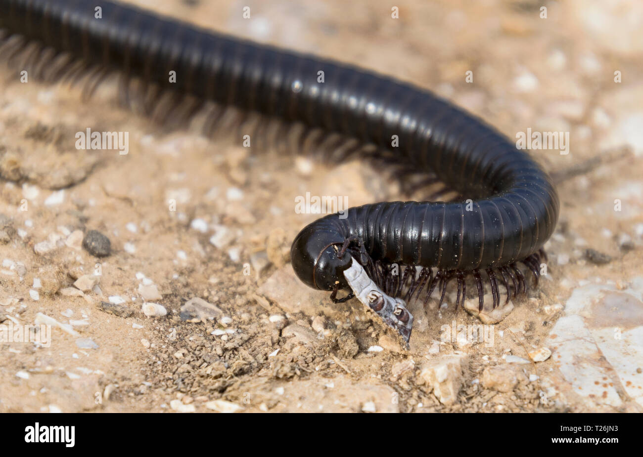 Black diplopoda arthropod hi-res stock photography and images - Alamy