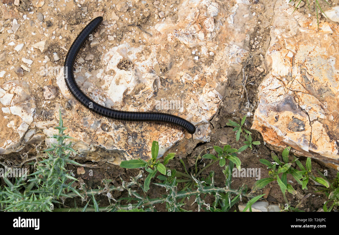 Black diplopoda arthropod hi-res stock photography and images - Alamy