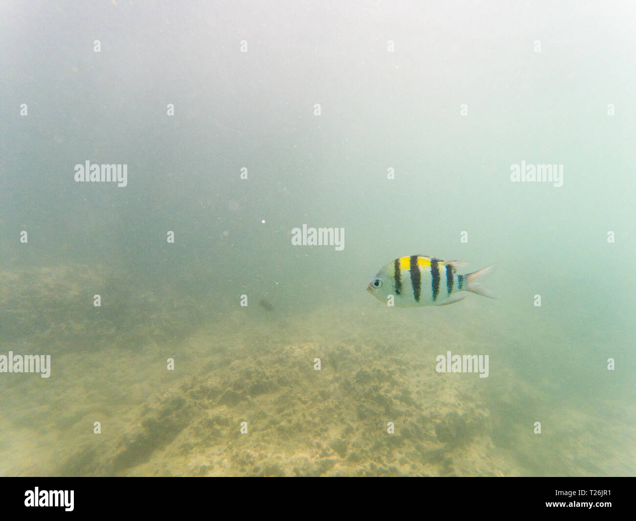 Coral reefs on bottom hi-res stock photography and images - Alamy