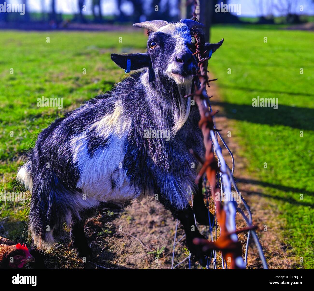 An english Goat rubs up against barbed wire on an english farm whilst a ...