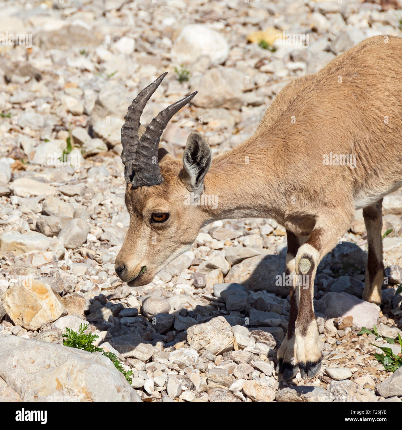 a yearling male nubian ibex yael grazing on wildflowers in the david ...