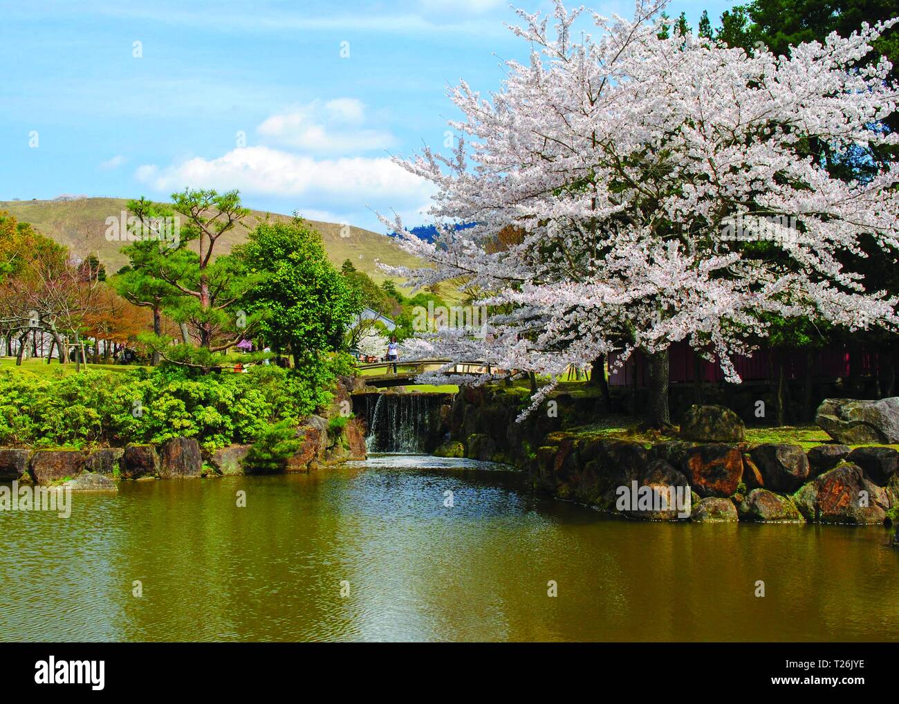 Japanese garden in cherry blossom season with a still lake in the ...