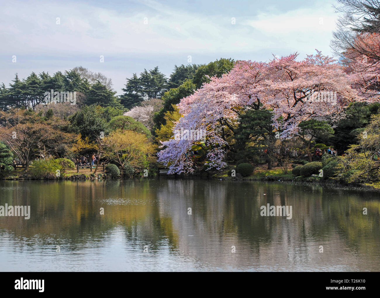 Japanese garden in cherry blossom season with a still lake in the ...