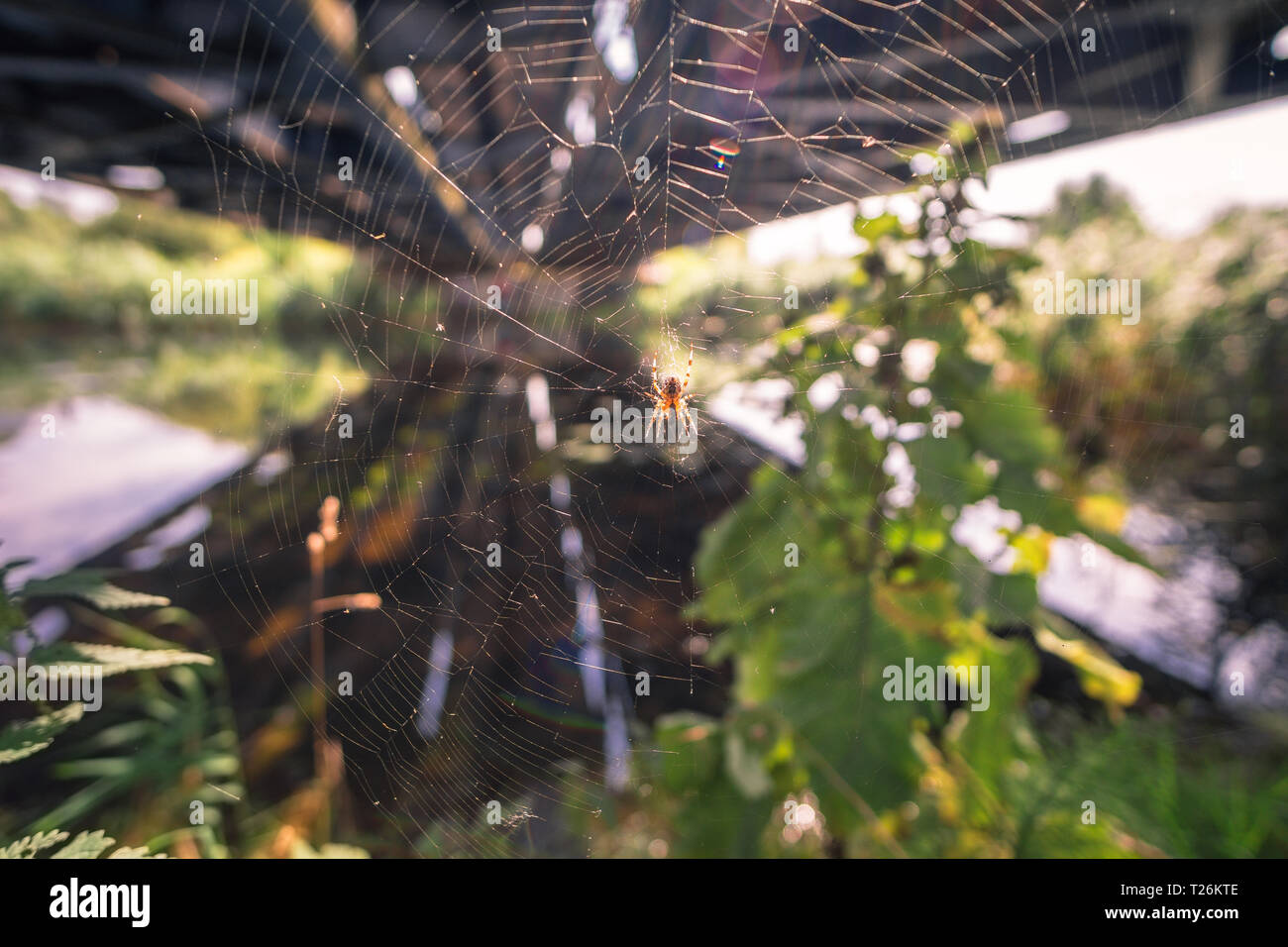 Spider web bridge hi-res stock photography and images - Alamy