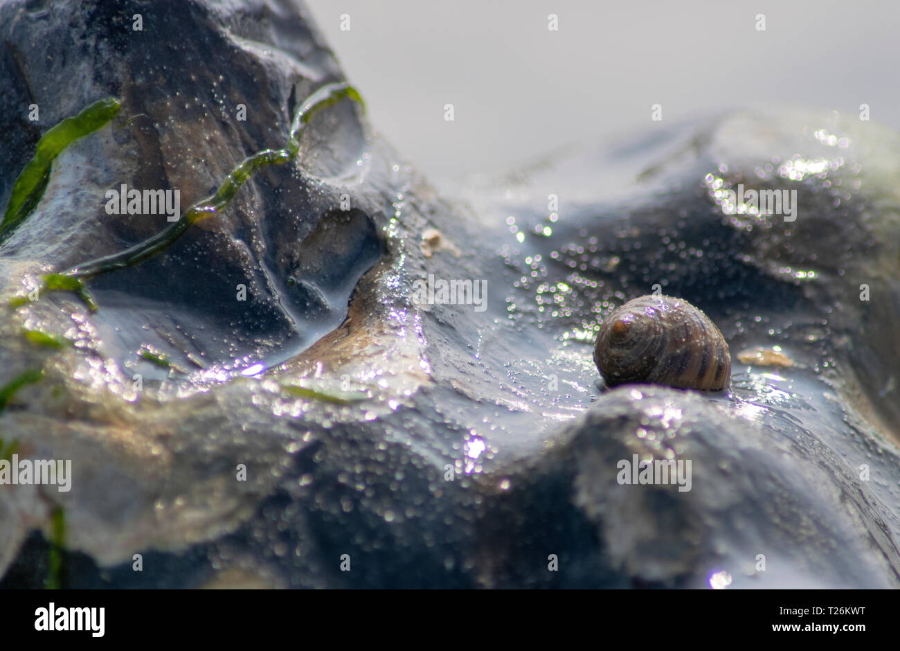 Sea sea snail hi-res stock photography and images - Alamy