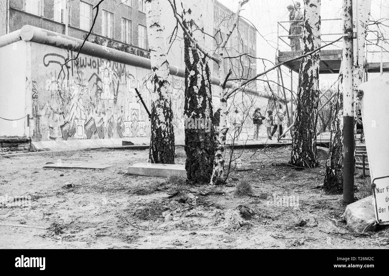 West Germany, West-Berlin, the wall and birch trees in year 1988 viewed ...