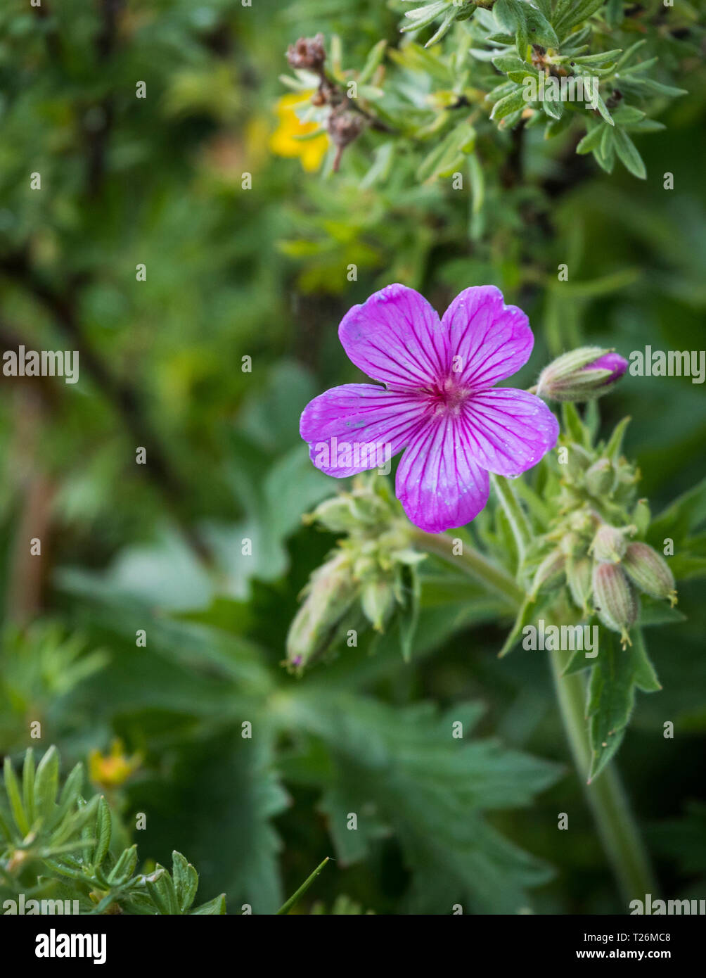Geranium viscosissimum hi-res stock photography and images - Alamy