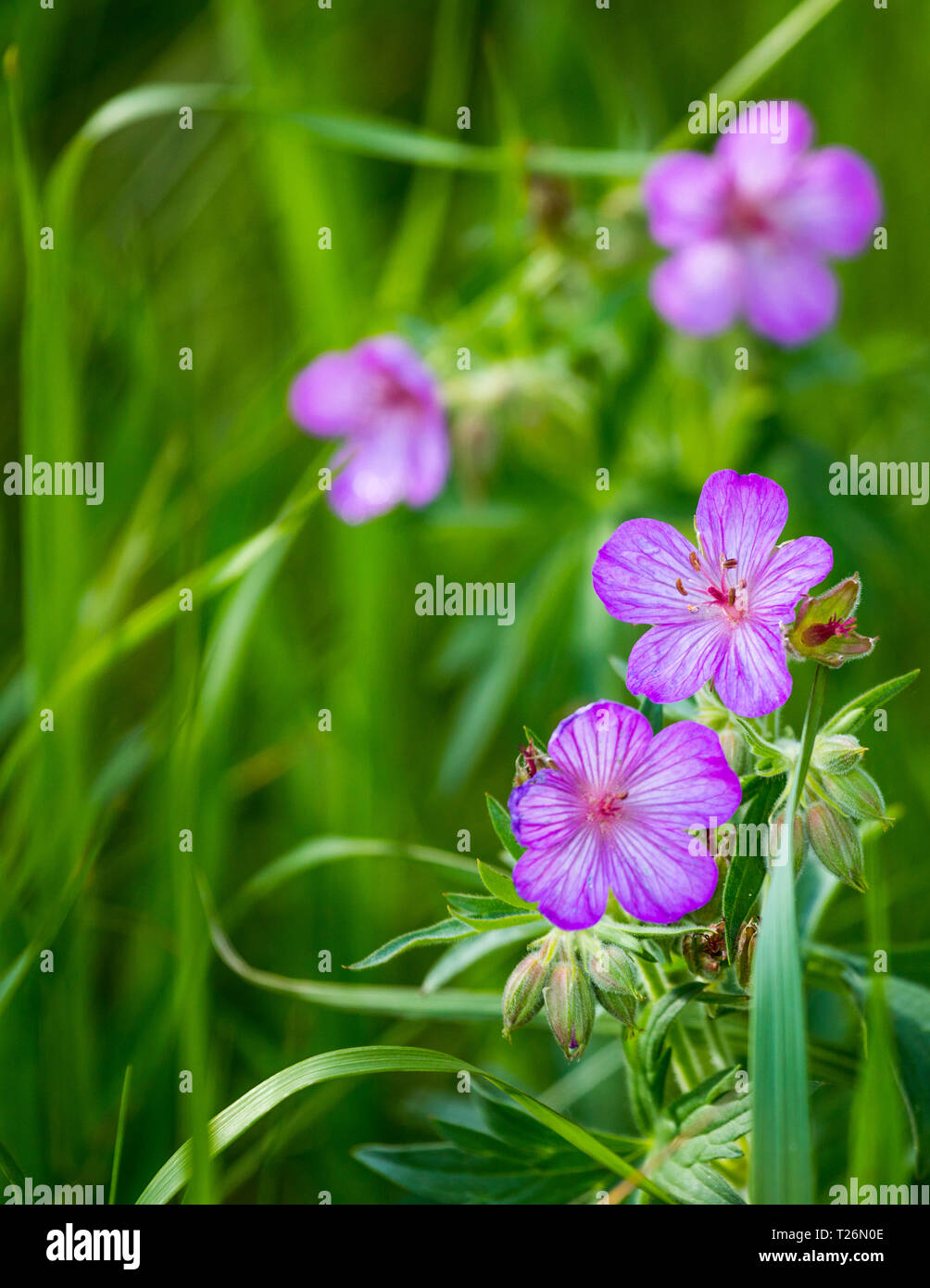 Sticky geranium hi-res stock photography and images - Alamy