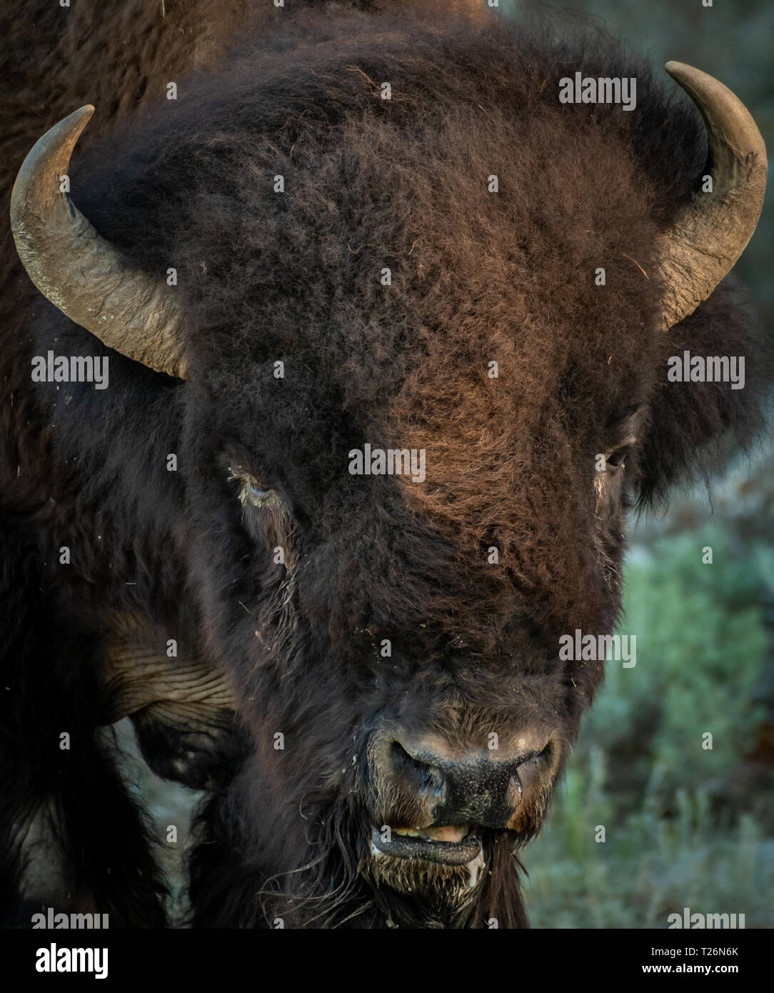 Face of Bison Fills Frame of Image Stock Photo - Alamy