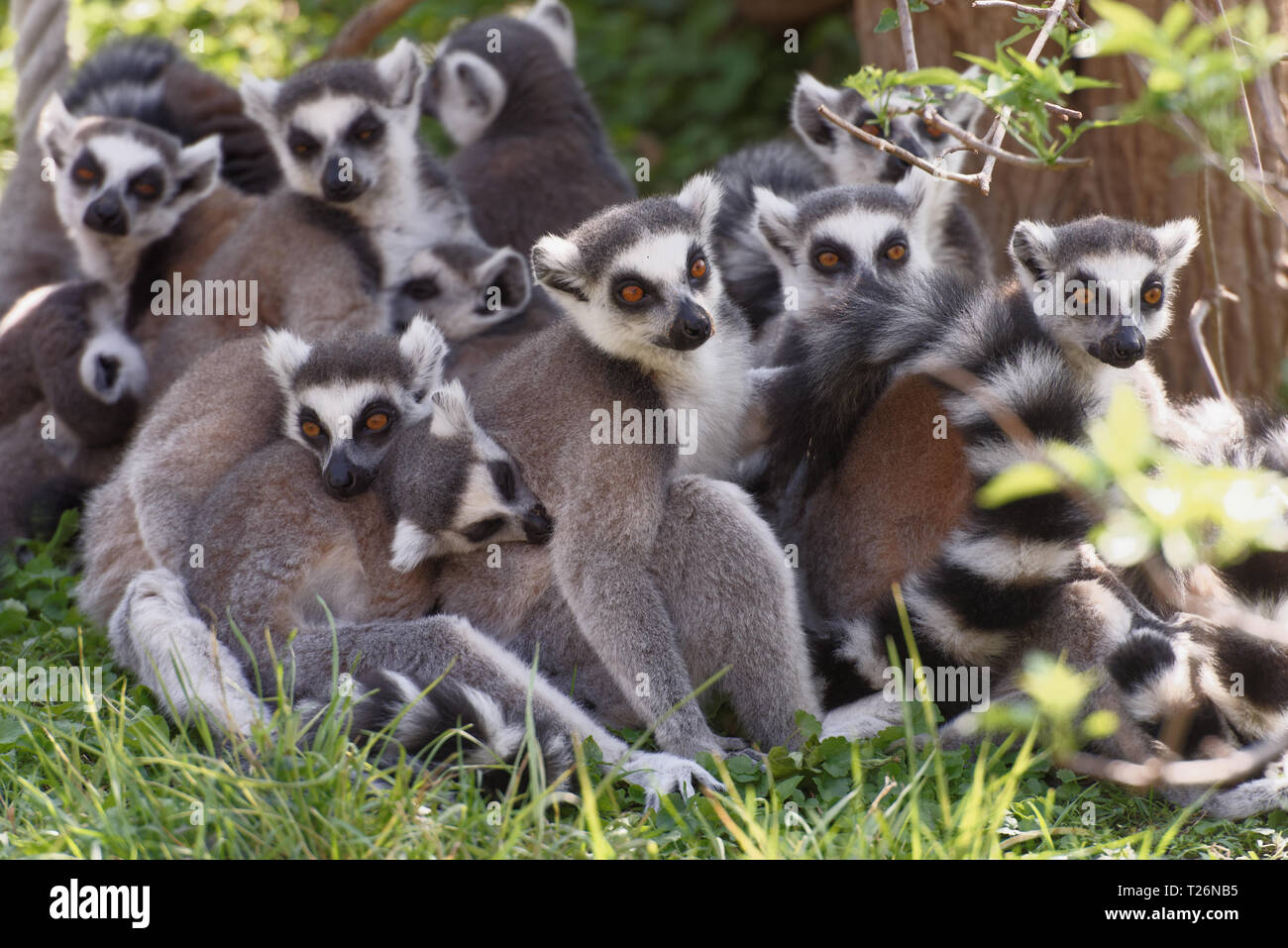 Mammal lemur ring tailed hi-res stock photography and images - Alamy
