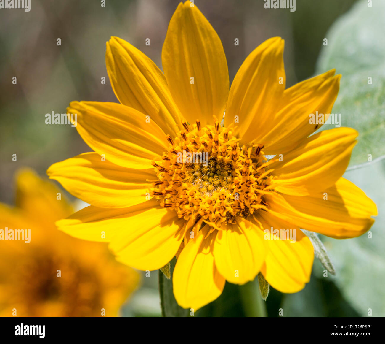 Spring balsam hi-res stock photography and images - Alamy