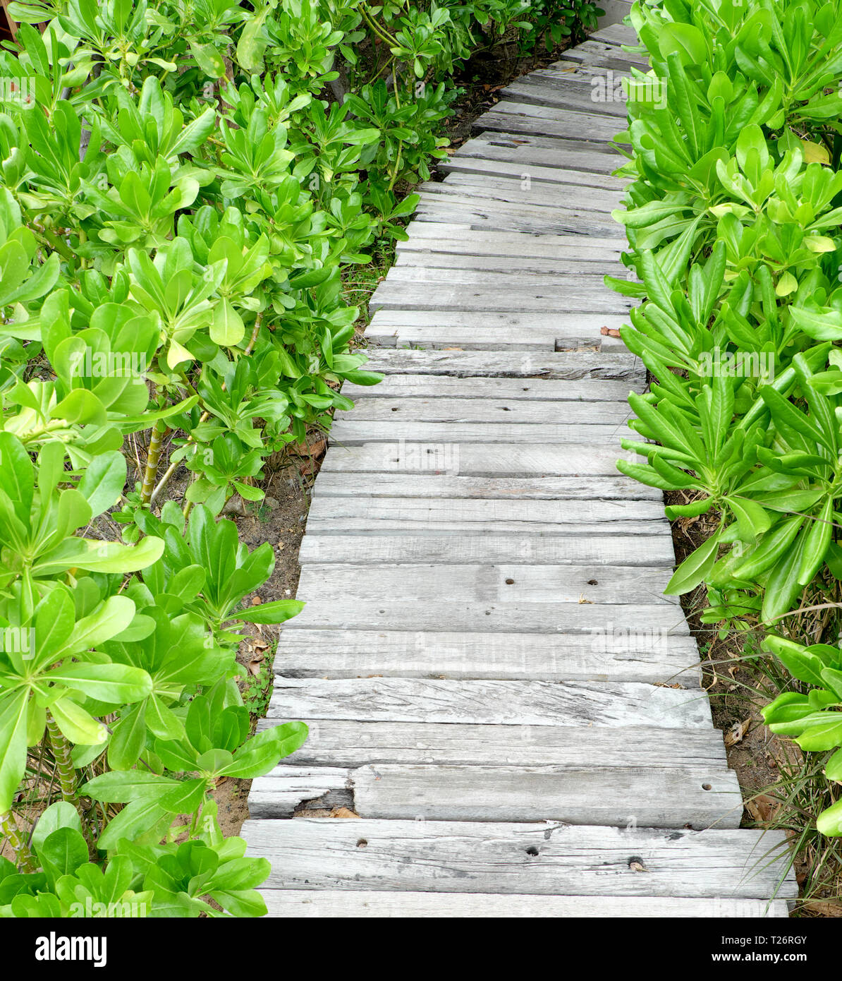 Wooden bridge walkway in garden with green leaves Stock Photo - Alamy