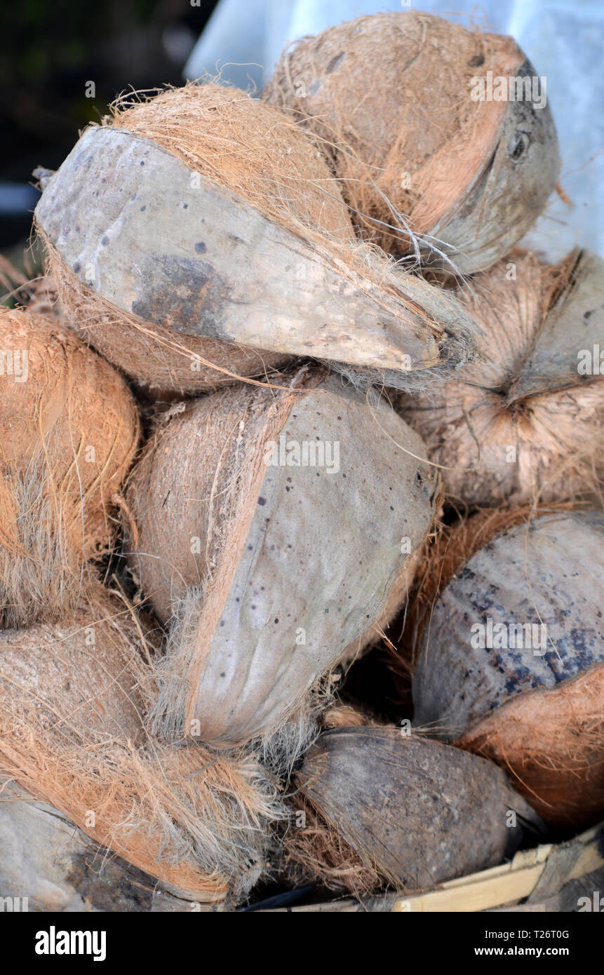 Old coconuts on the market close up Stock Photo - Alamy