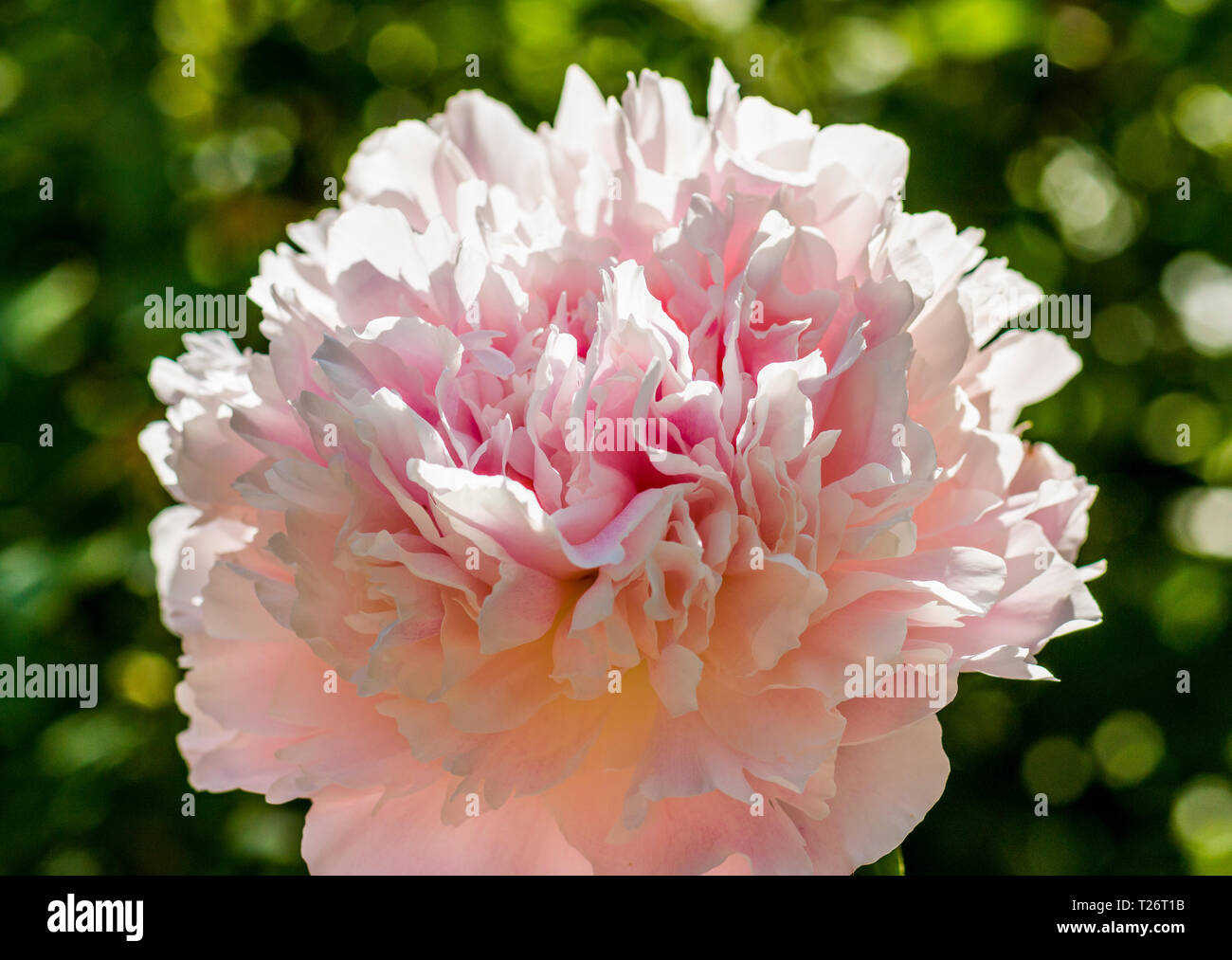 Beautiful Pink peonies Stock Photo - Alamy