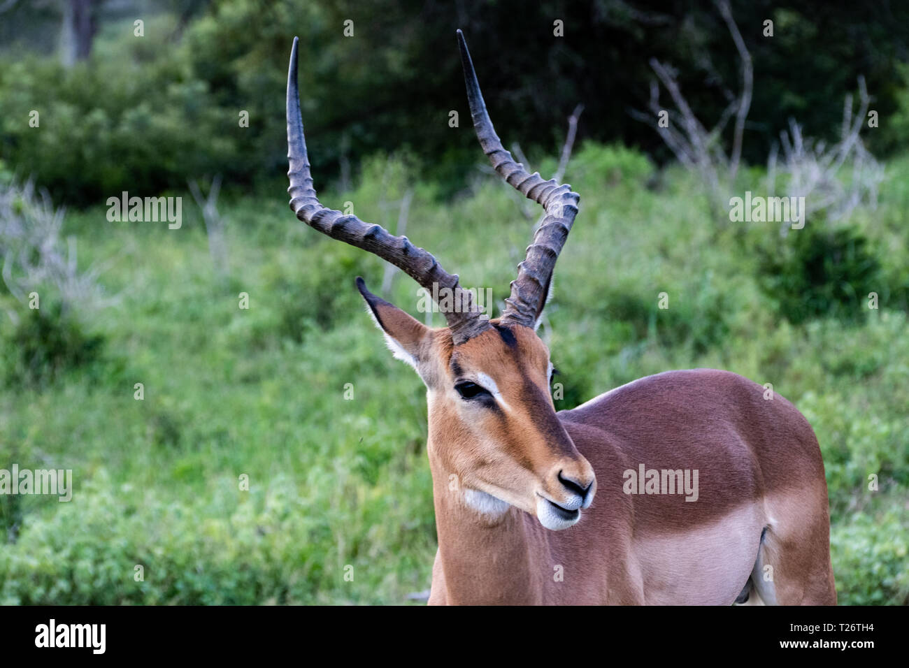 Baby impala running hi-res stock photography and images - Alamy