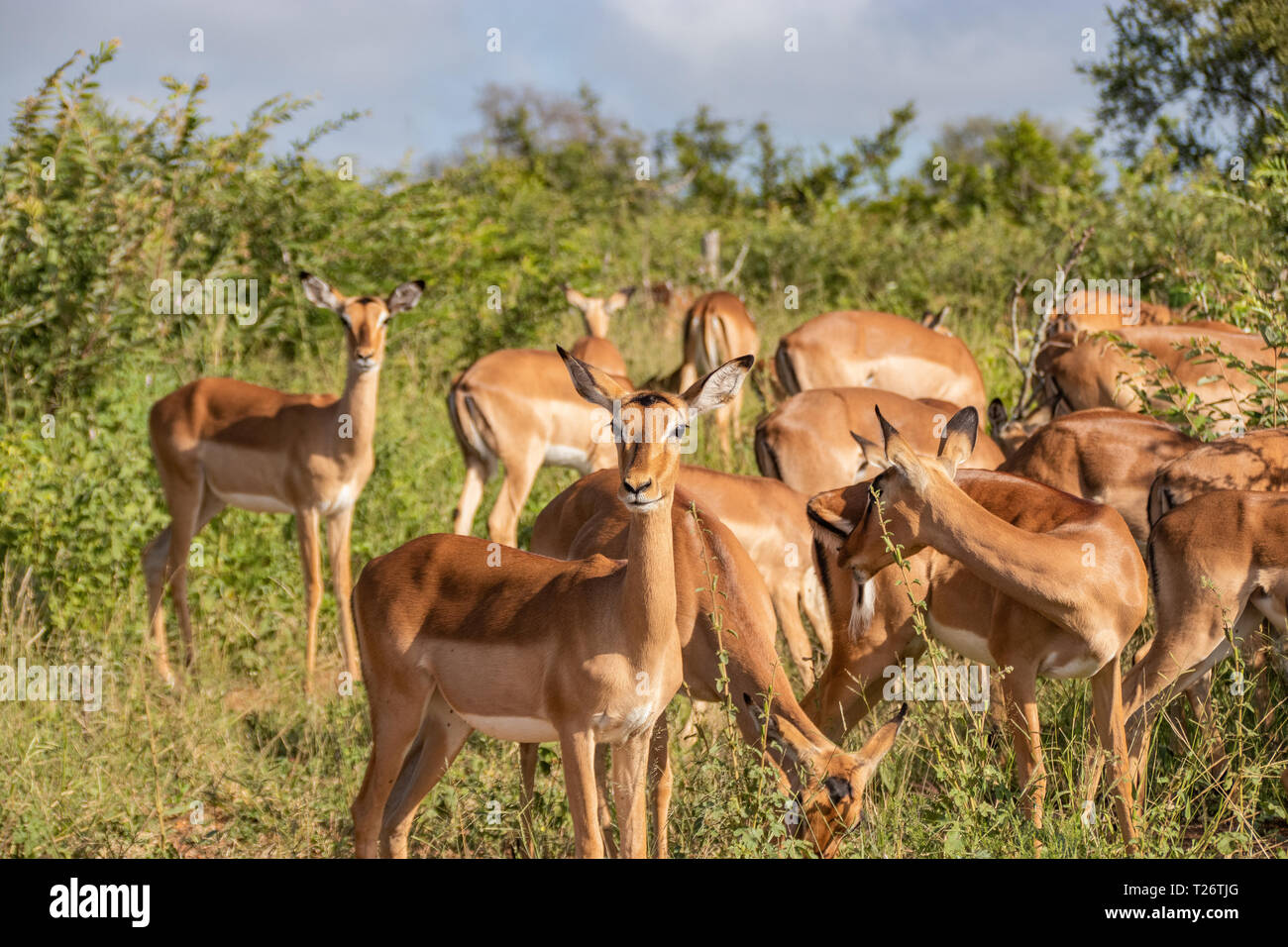 Impala, Herd of Impala, Serengeti, Tanzania, Africa Stock Photo - Alamy