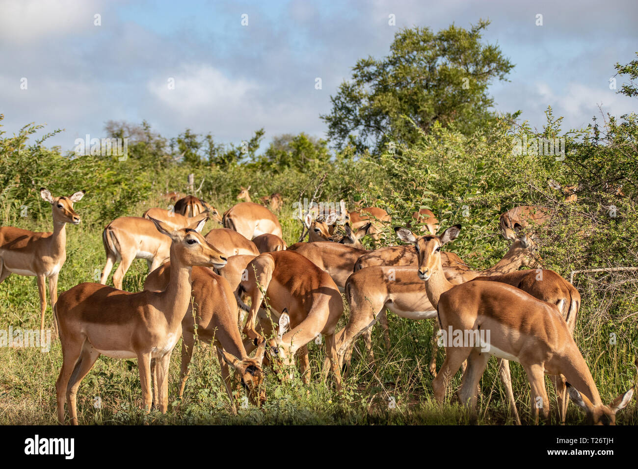 Impala, Herd of Impala, Serengeti, Tanzania, Africa Stock Photo - Alamy