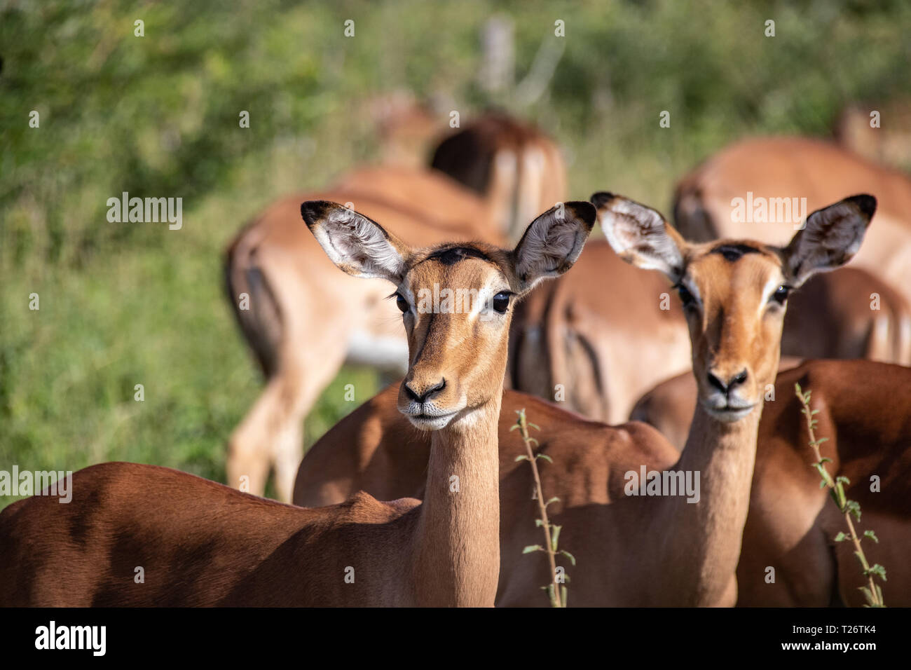 Impala, Herd of Impala, Serengeti, Tanzania, Africa Stock Photo - Alamy