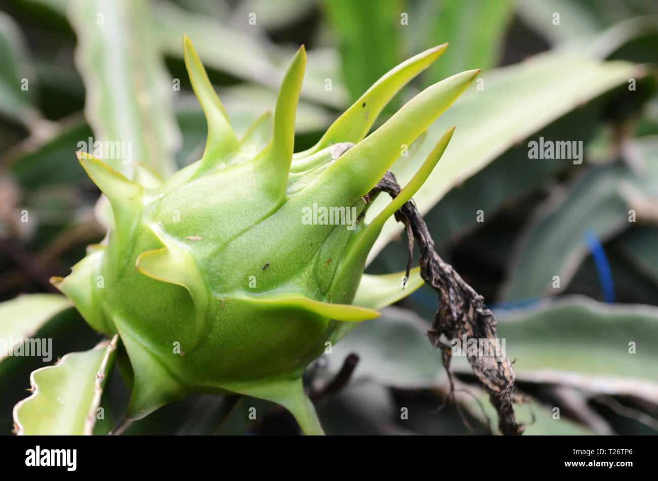 Green dragon fruit (Pitaya Pitahaya) on the branch Stock Photo - Alamy