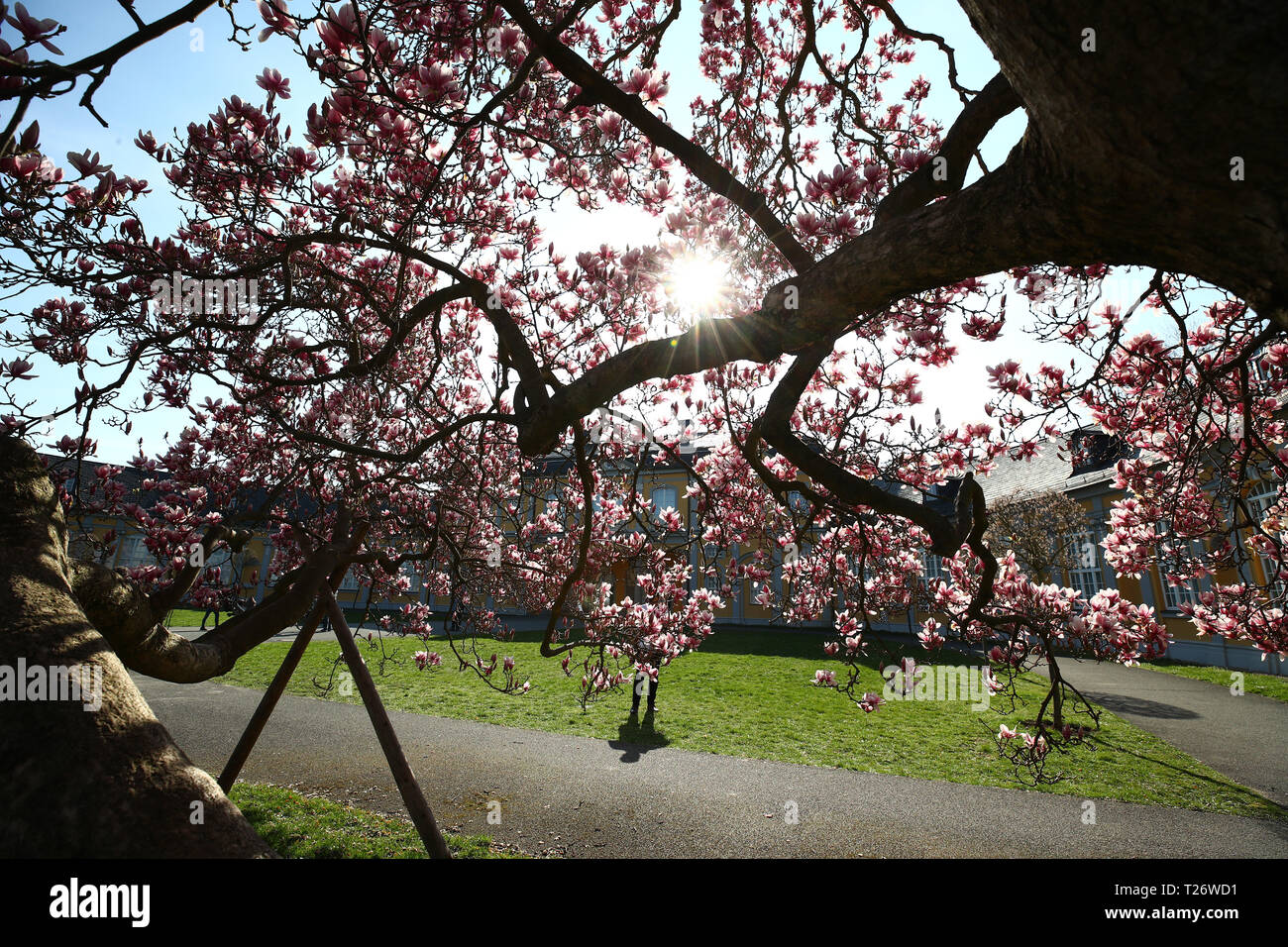 Gera, Germany. 30th Mar, 2019. A magnolia tree blooms in the kitchen ...