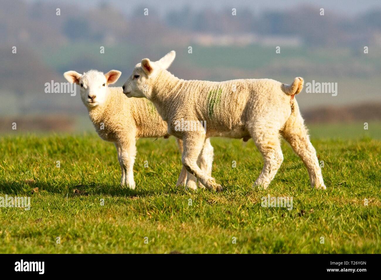 Weather sheep hi-res stock photography and images - Alamy