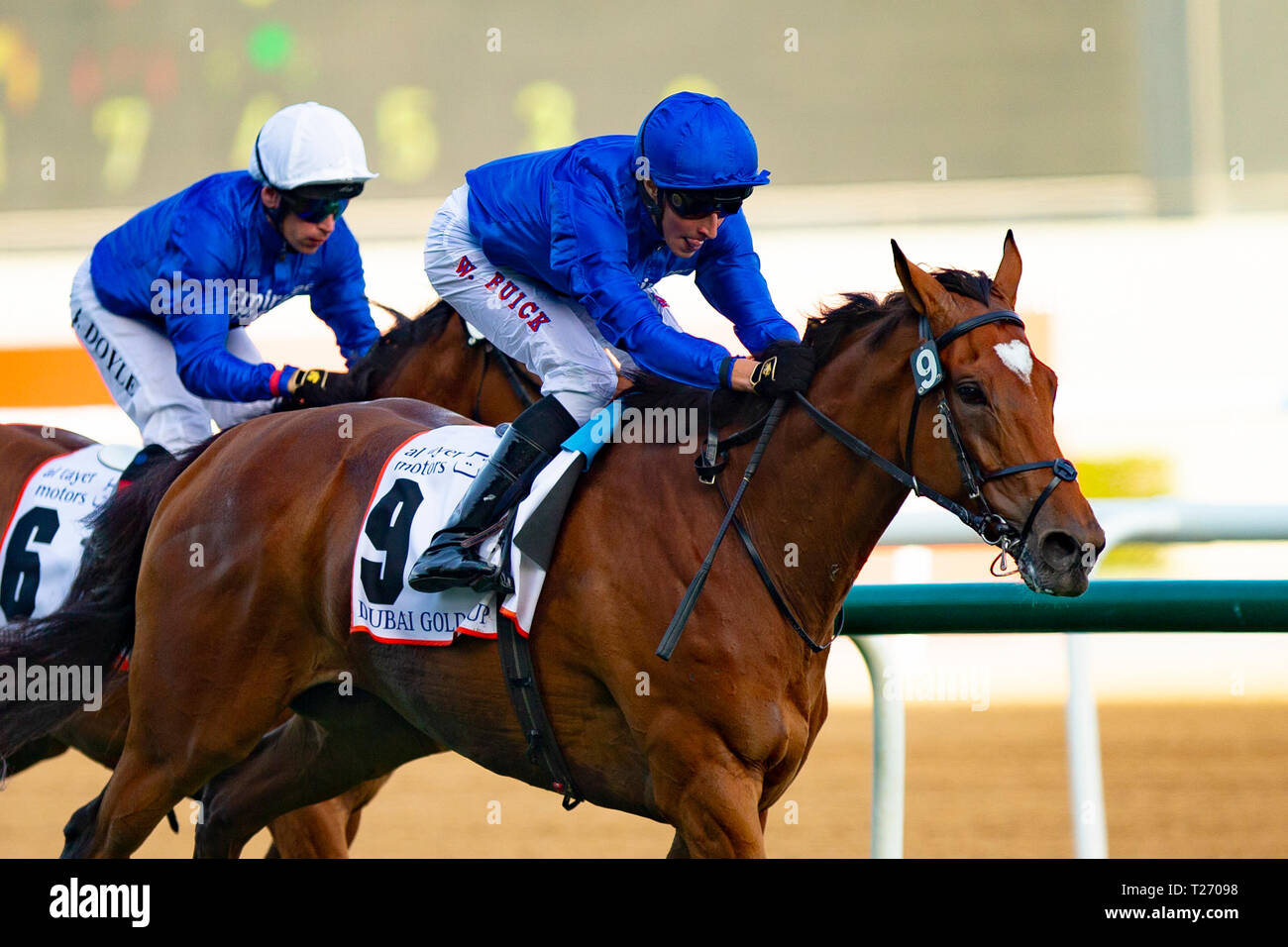 Thoroughbred cross arab hi-res stock photography and images - Alamy